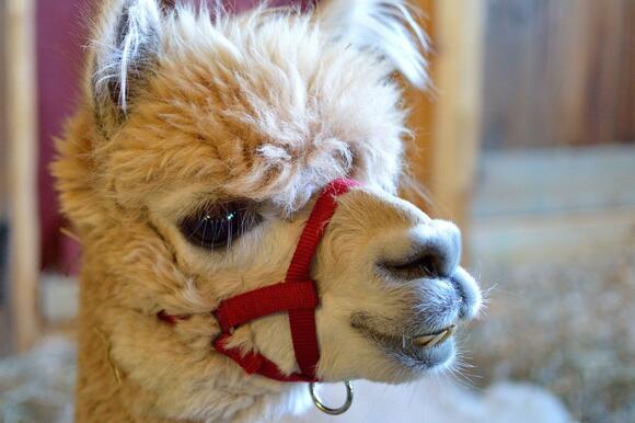 Wait... You Can Actually Walk Alpacas In New England? - NewsBreak
