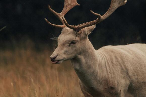 White Deer Duo Stuns Iowa Family on Backroad Drive - NewsBreak