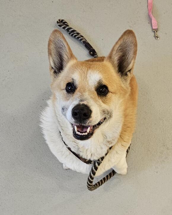 Lost Corgi Reunited With Owner After Dalton Storm - NewsBreak