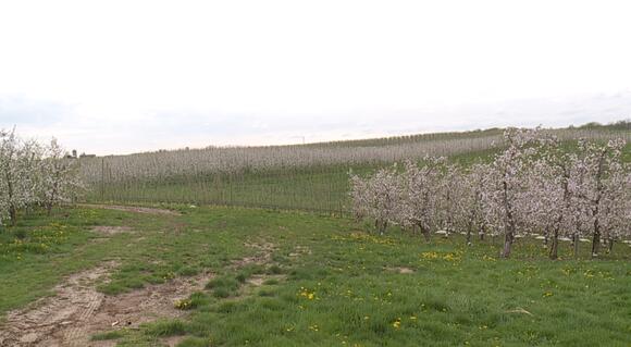 Apple farmers fend off last cold snap