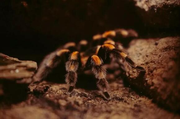 The Most Dangerous Spiders Crawling Around Texas - NewsBreak
