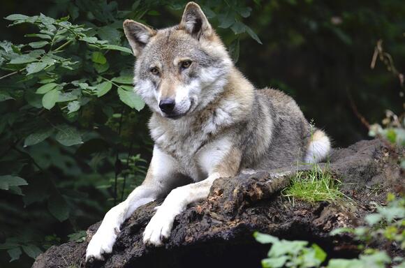 Would a Wolf Remember a Human After Years Apart? Researchers Share New ...