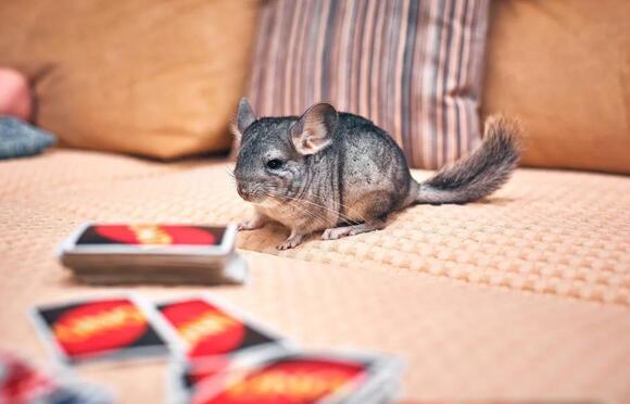 12 Miniature Animals That Make Great Pets - NewsBreak