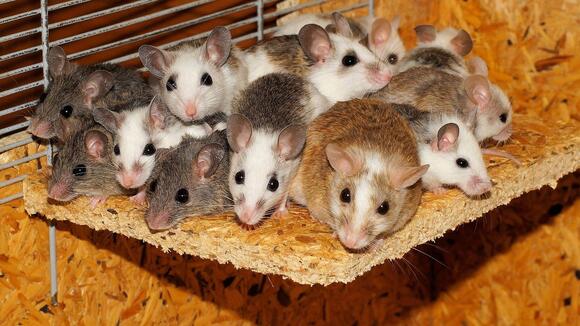 Study on Singing Mice Reveal Mutation That Led to Human Speech - NewsBreak
