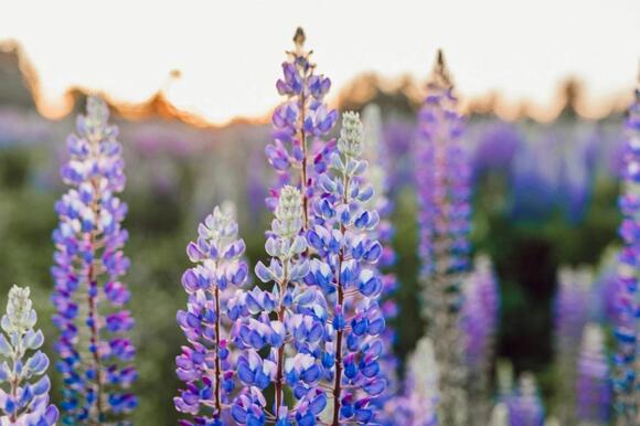 What Wildflowers Bloom In Cochise County, Arizona This Spring? - NewsBreak