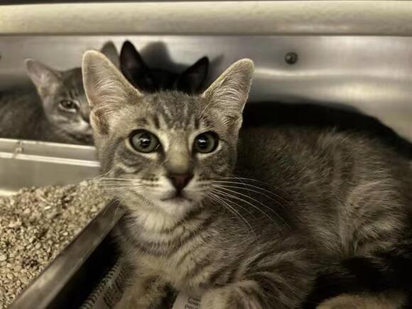 🐱 Playful Kittens Ready for Adoption in Chula Vista - NewsBreak