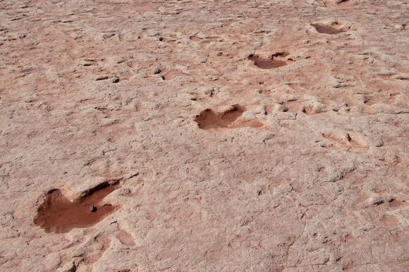 How Scientists Reconstruct Dino Sounds and Social Lives - NewsBreak