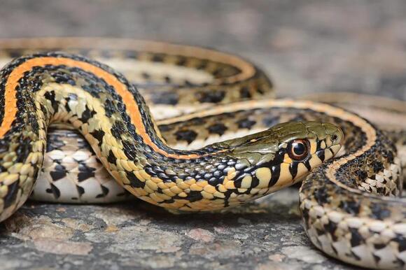 9 Striped Snakes in Texas: Complete Identification Guide With Photos ...