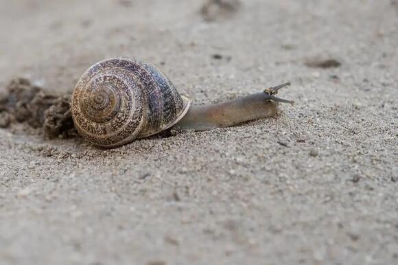 Complete Guide to Florida Snails: 18 Species You’ll Find in Your ...