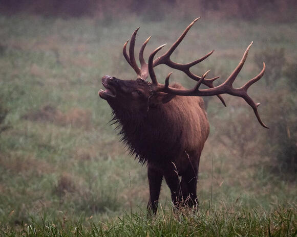 How Yellowstone Elk Survive Winters That Would Break Most Animals ...