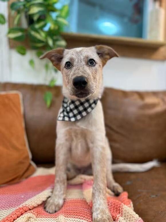 🐶 Playful Puppies & Sweet Seniors Ready for Adoption in Portland ...