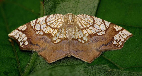 Why Sloths Risk Their Lives to Poop on the Ground - NewsBreak