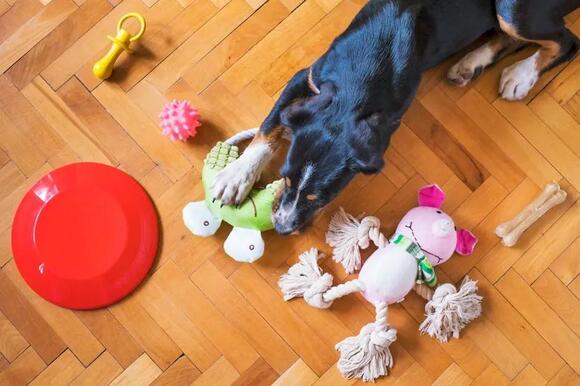 Psychology Says Dogs Feel More Loved Through Presence Than Expensive ...