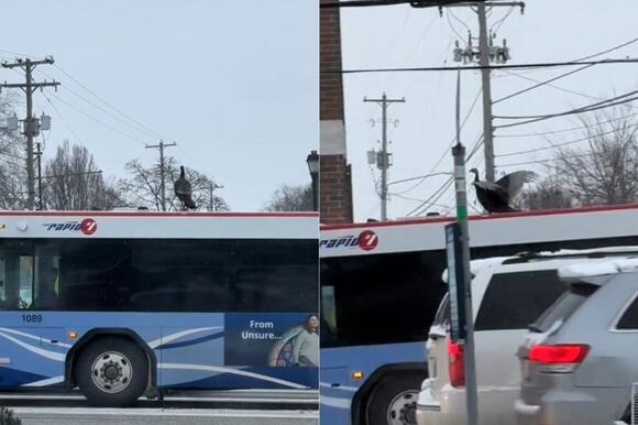 Video Shows Turkey Riding Roof of Rapid Bus in Grand Rapids - NewsBreak