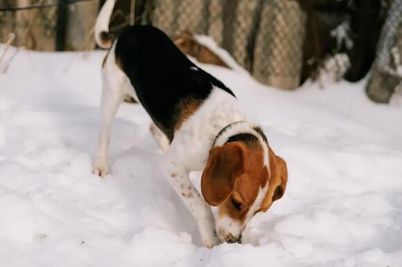 Which Dog Breed Matches Your Zodiac Sign’s Hidden Emotional Needs ...
