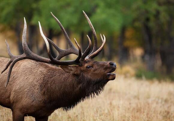 All You Ever Wanted Know About The American Elk In Oregon | The Ashland ...