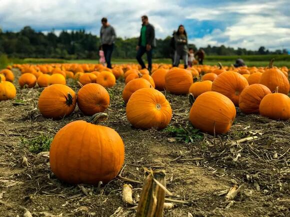 This Weekend in East Texas: 17 Events You’ll Love - NewsBreak