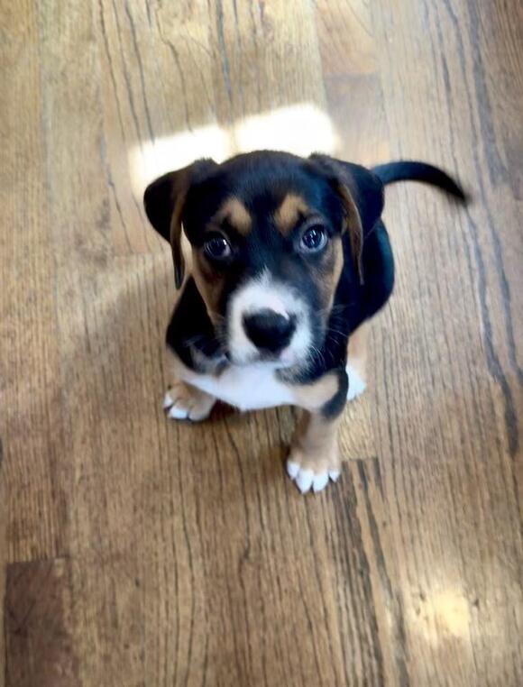 🐶 Playful Labrador Mix Puppies Ready for Adoption in Greenlawn, NY ...