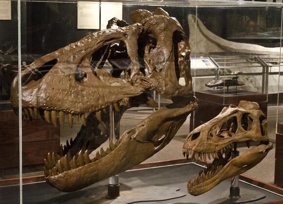Tyrannosaurus Rex: Its Life Cycle Reveals More About Survival Than We ...