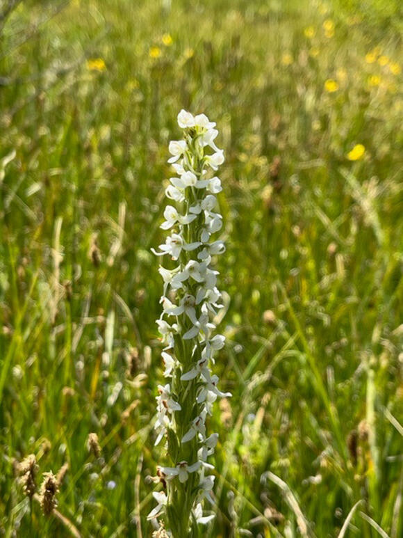 Indy Environment: Inside two Nevada scientists’ quest to conserve ...
