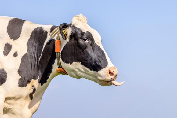 Cow Gives Some Major Side-Eye After Seeing Her First Ever Sheep While ...