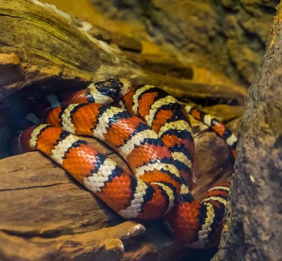 How King Snakes Hunt and Devour Venomous and Non-Venomous Snakes Alike ...