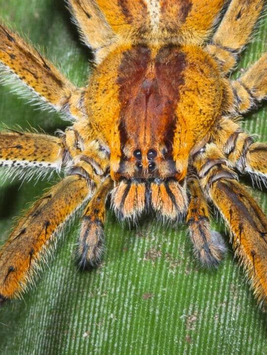 Brazilian Wandering Spider Bite - NewsBreak