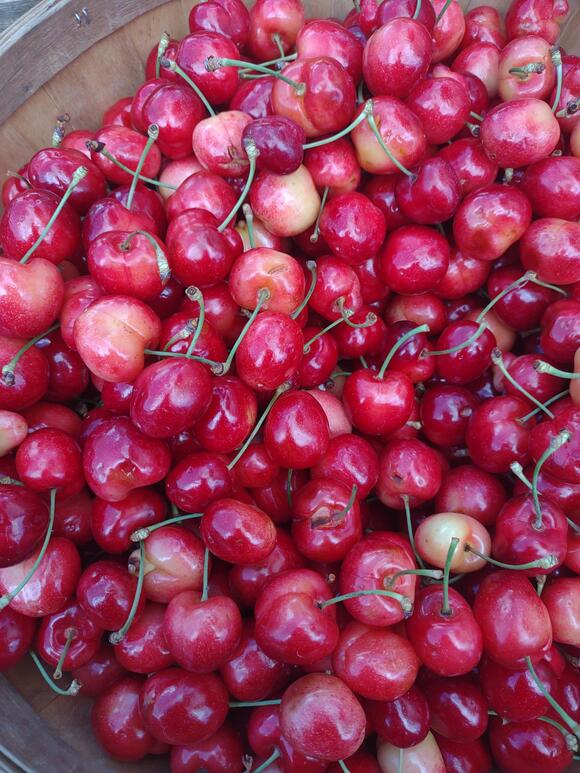 Washington Cherry Season Is Starting - Here's What Shoppers Should ...