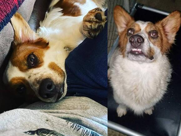 A Young Australian Shepherd Mix Pup Seeks Foster Home After Placement ...
