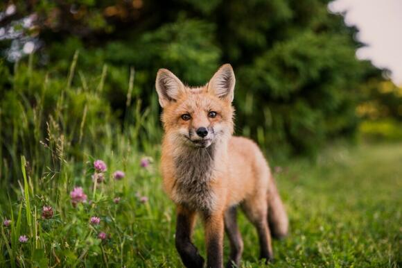 The Most Popular Mini Mammals in the Exotic Pet Trade - NewsBreak