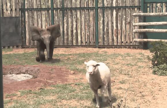 The Most Unexpected Friendships in the Animal Kingdom - NewsBreak