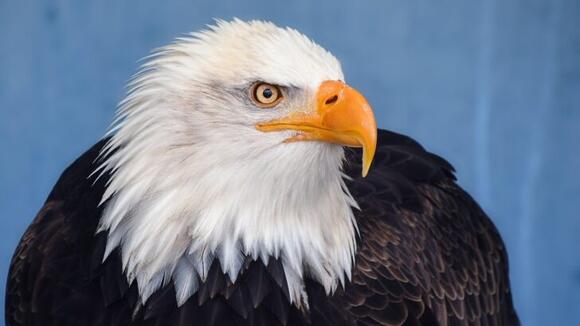 11 US States Where You Can Still Spot the Majestic Bald Eagle - NewsBreak