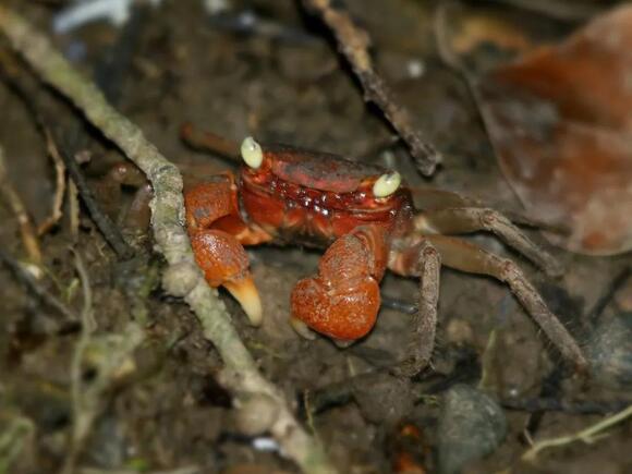 16 Types of Crabs in the Philippines Every Marine Enthusiast Should ...