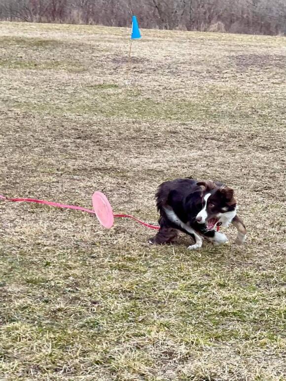 Looking for something fun to do with your dog? Toss and Fetch is coming ...