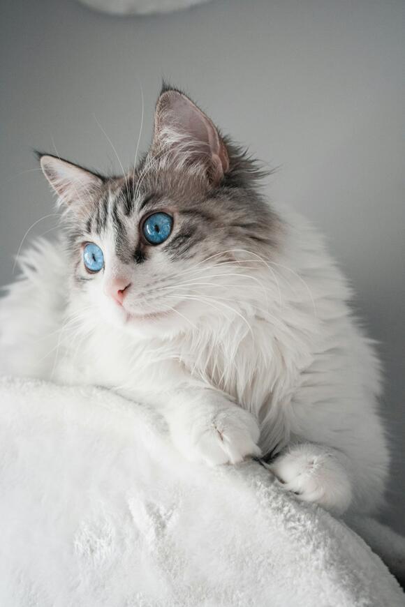 What Is the Most Intuitive Cat Breed? - NewsBreak