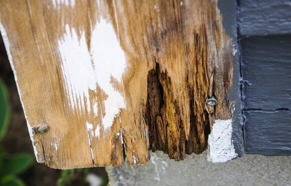How To Tell The Difference Between Wood Rot And Termite Damage - NewsBreak