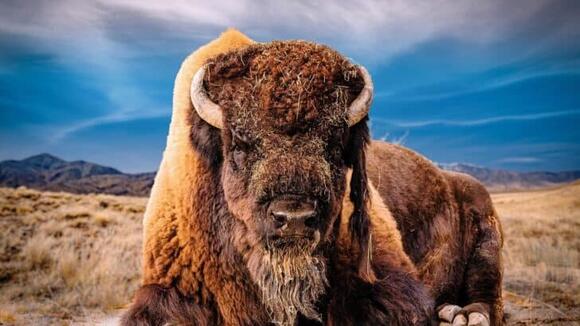 13 Facts That Prove Bison Are Built for Survival - NewsBreak