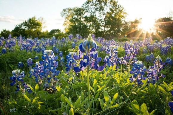 There are Legal and Illegal Ways to Pick Bluebonnets in Texas - NewsBreak