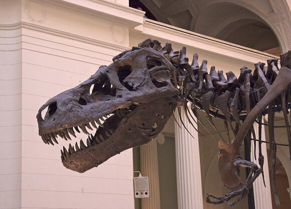 Peter Larson: The Controversial Figure Behind the Most Complete T. Rex ...