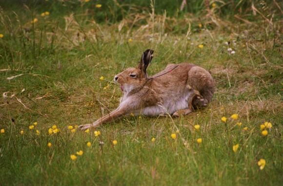 The Irish Hare: A Native Running Through Myth, Land, and Legend - NewsBreak