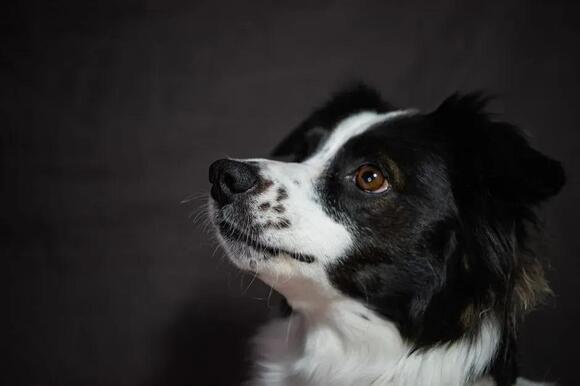 Which Dog Breed Matches Your Zodiac Sign’s Hidden Emotional Needs ...