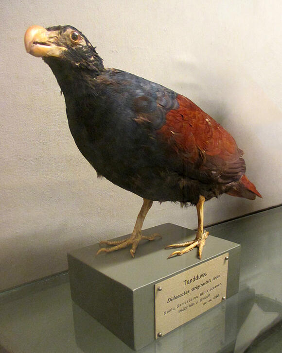 Manumea, Dodo’s Closest Living Relative, Seen Alive After 5-Year ...