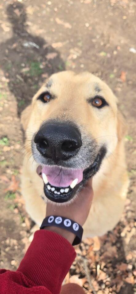 🐶 Gentle, Loyal & Loving Dogs Ready for Adoption in Kansas City - NewsBreak