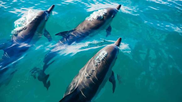15 Baby Animal Milestones That Mirror Human Growth - NewsBreak