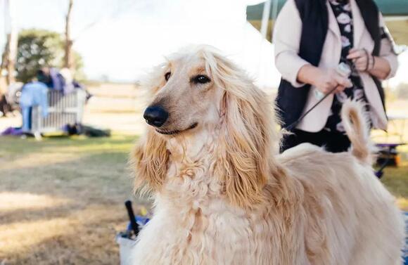 The Dog Breeds That Push Virgo’s Need for Control to the Breaking Point ...