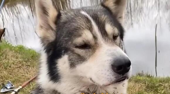 Lone Husky’s Stunning Survival Next to Destroyed Tank Ignites Ukraine ...
