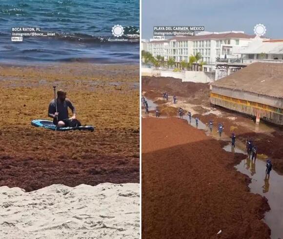 Record sargassum seaweed swamps Caribbean, US beaches - NewsBreak