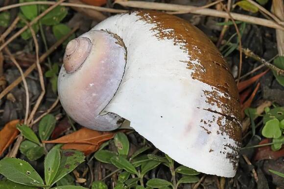 Complete Guide to Florida Snails: 18 Species You’ll Find in Your ...