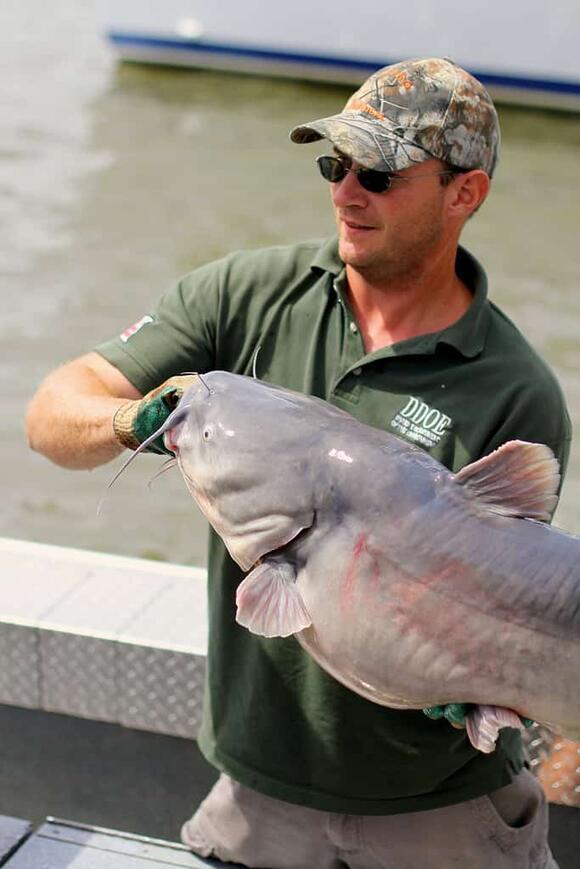 The Largest Blue Catfish Ever Caught in Arkansas - NewsBreak