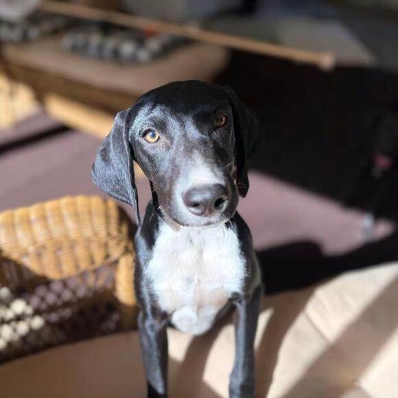🐶 Playful Puppies and Sweet Companions Ready for Adoption in Albany ...